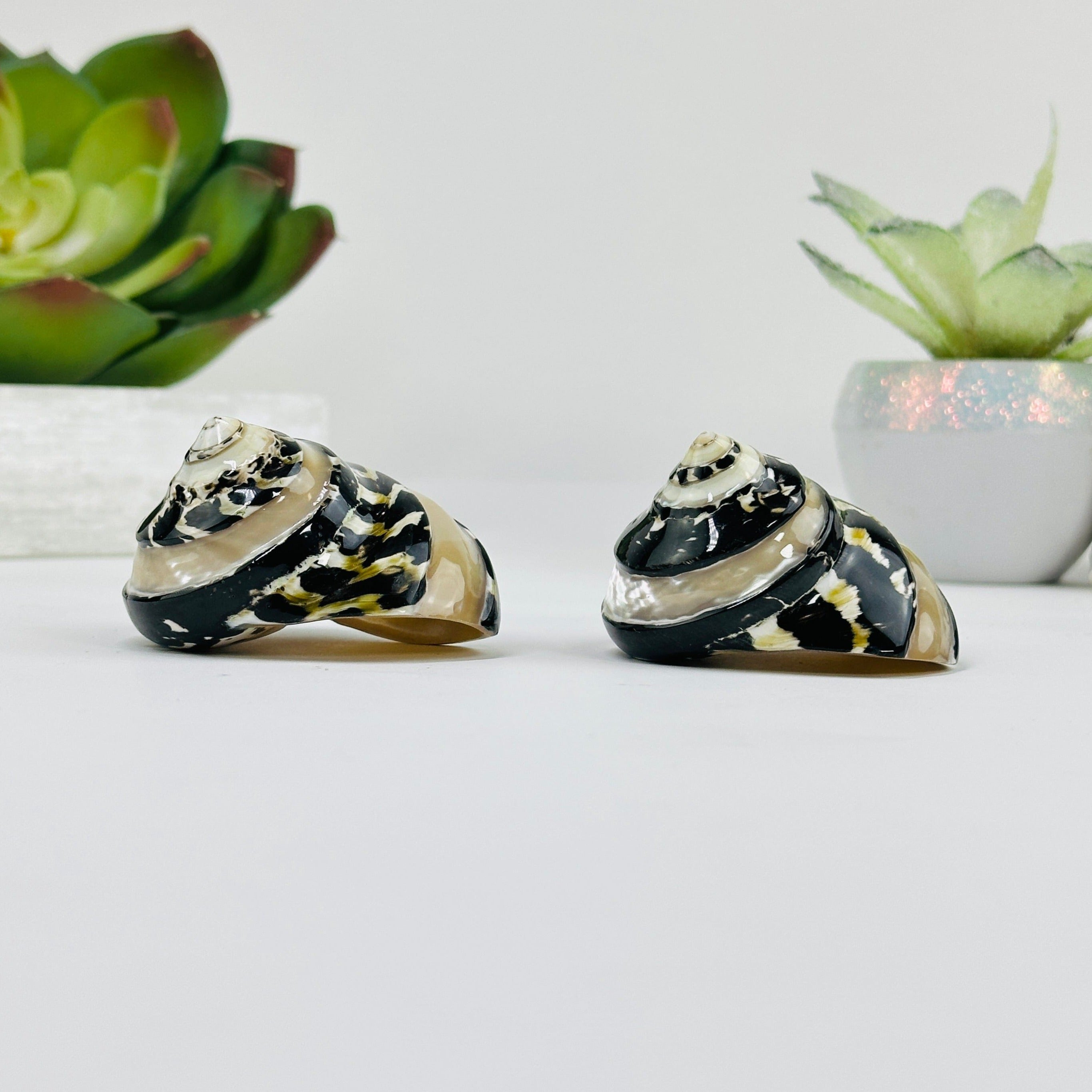 Cittarium Pica Polished Sea Snail Shell (YOU CHOOSE) – Rock Paradise