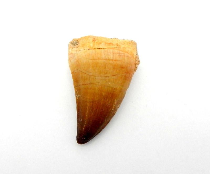 Mosasaurus Water Dinosaur Tooth- AUTHENTIC Fossilized Mosasaurus Tooth ...