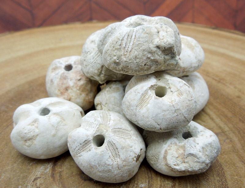 Sand Dollars Fossil Bead - Keyhole Sand Dollar - (RK36B29-12) – Rock ...